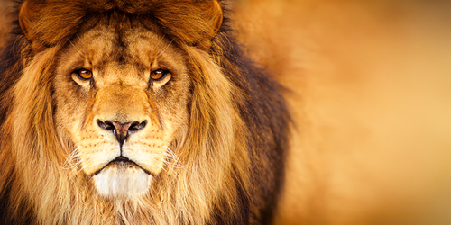 The Biggest Lion with the Loudest Roar | KHCB