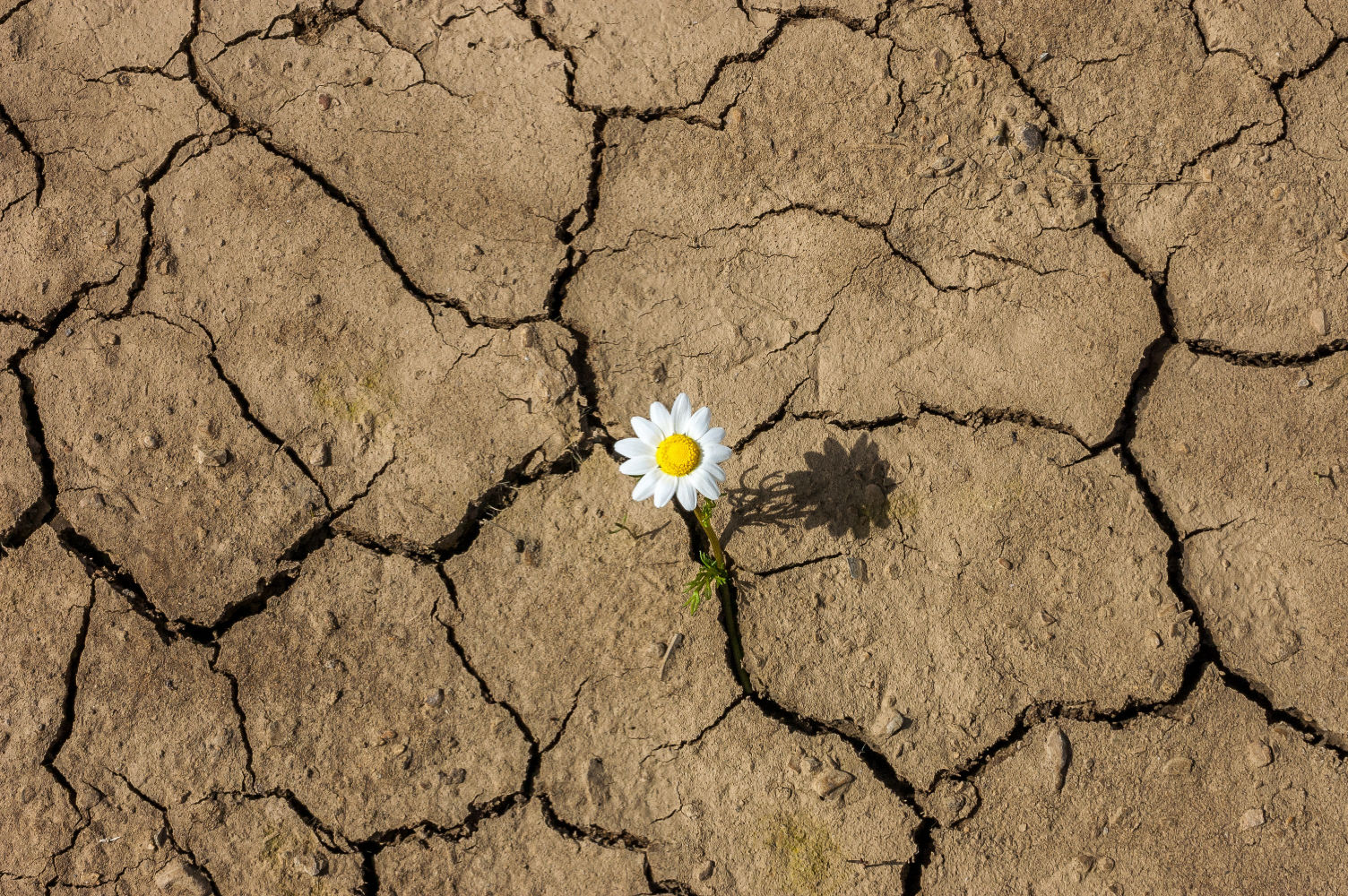 Upliftd Minds | KHCB